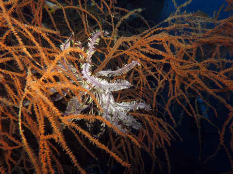 รูปภาพGorgonie – เลือกดูภาพถ่ายสต็อก เวกเตอร์ และวิดีโอ343 | Adobe Stock