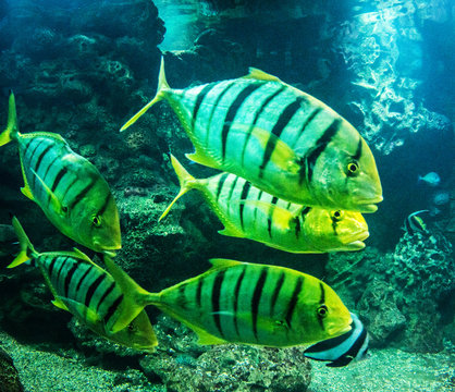 Turrum Images – Browse 2 Stock Photos, Vectors, and Video | Adobe Stock