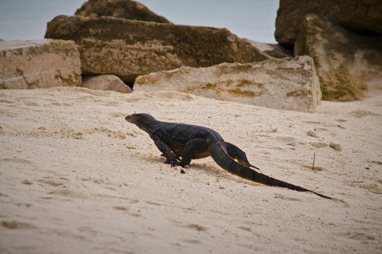 Biawak Bilder – Durchsuchen 47 Archivfotos, Vektorgrafiken und Videos ...