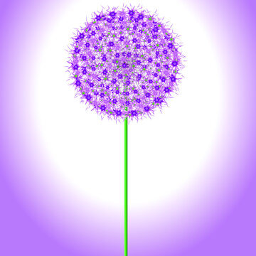 รูปภาพAlium – เลือกดูภาพถ่ายสต็อก เวกเตอร์ และวิดีโอ83,557 | Adobe Stock