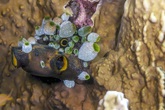 Didemnum Images – Browse 44 Stock Photos, Vectors, and Video | Adobe Stock