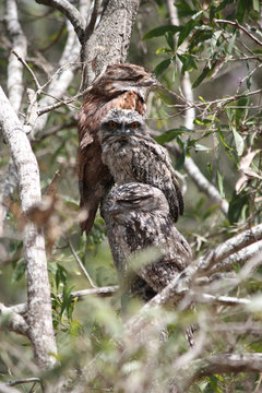 Mopoke bilder – Bläddra bland 49 stockfoton, vektorer och videor ...