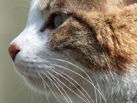 「Pisi」の写真素材 | 1,091件の無料イラスト画像 | Adobe Stock