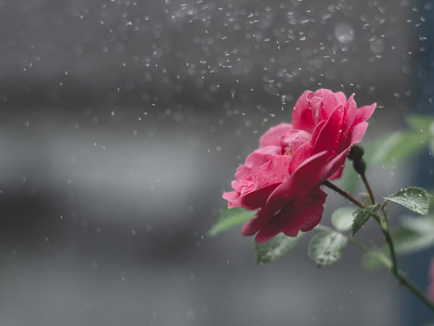"Raindrops On Rose" Images – Browse 50 Stock Photos, Vectors, and Video ...