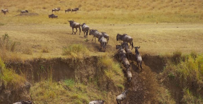 Imagens de Gnus – Explore Fotografias do Stock, Vetores e Vídeos de ...