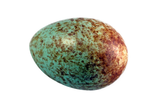 「Amseleier」の画像 - 25 件の Stock 写真、ベクターおよびビデオ | Adobe Stock