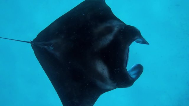 Teufelsrochen bilder – Bläddra bland 98 stockfoton, vektorer och videor ...