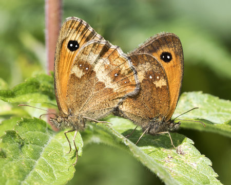 Gatekeeper Images – Browse 2,561 Stock Photos, Vectors, and Video ...