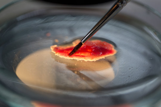 รูปภาพMonogenean – เลือกดูภาพถ่ายสต็อก เวกเตอร์ และวิดีโอ98 | Adobe Stock