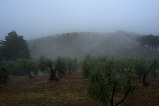 รูปภาพCaligine – เลือกดูภาพถ่ายสต็อก เวกเตอร์ และวิดีโอ91 | Adobe Stock