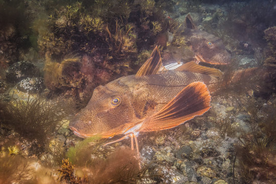 Colorful Sea Robin