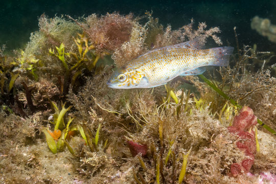 Cunner Images – Browse 59 Stock Photos, Vectors, and Video | Adobe Stock