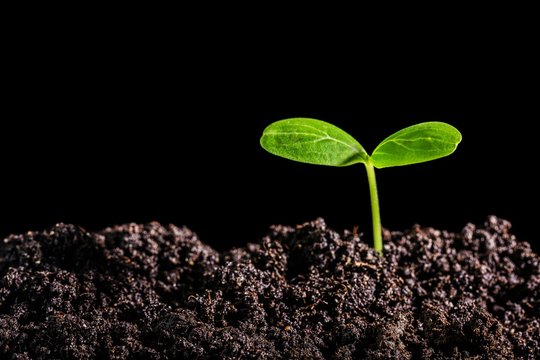 Emerge Images – Browse 111,622 Stock Photos, Vectors, and Video | Adobe ...