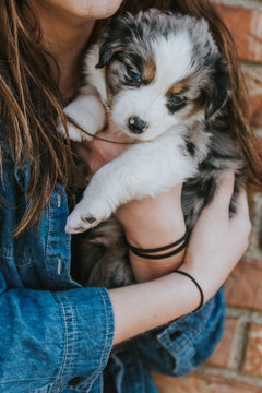 Baby Australian Shepherd Blue Merle