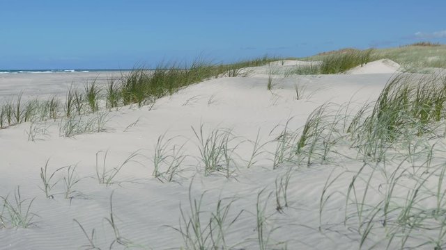 Pingao Images – Browse 62 Stock Photos, Vectors, and Video | Adobe Stock