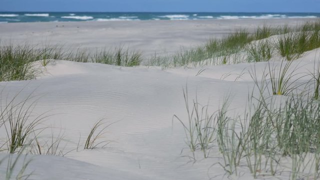 Pingao Images – Browse 62 Stock Photos, Vectors, and Video | Adobe Stock