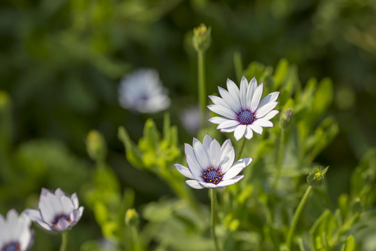 Jerbera Images – Browse 44 Stock Photos, Vectors, and Video | Adobe Stock