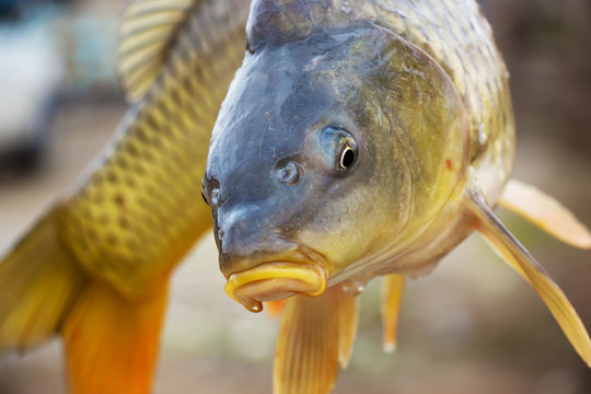 รูปภาพSazan – เลือกดูภาพถ่ายสต็อก เวกเตอร์ และวิดีโอ535 | Adobe Stock