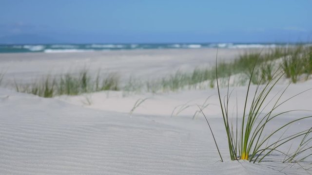 Pingao Images – Browse 62 Stock Photos, Vectors, and Video | Adobe Stock