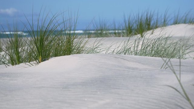 Pingao Images – Browse 62 Stock Photos, Vectors, and Video | Adobe Stock