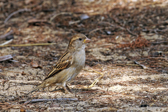 Feldspatzen bilder – Bläddra bland 353 stockfoton, vektorer och videor ...