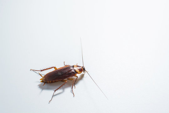 รูปภาพCockroach – เลือกดูภาพถ่ายสต็อก เวกเตอร์ และวิดีโอ46,511 | Adobe ...