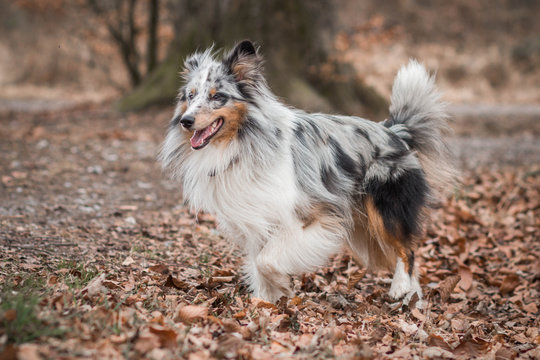 "Grauer Hund" Images – Browse 15 Stock Photos, Vectors, and Video ...