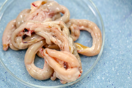 รูปภาพMonogenean – เลือกดูภาพถ่ายสต็อก เวกเตอร์ และวิดีโอ98 | Adobe Stock