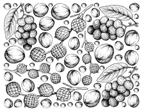 Lanzones Fruit Drawing