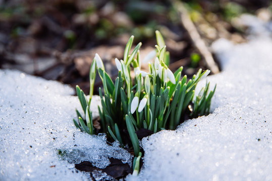 Free Spring Images – Browse 43,975 Free Stock Photos, Vectors, and ...