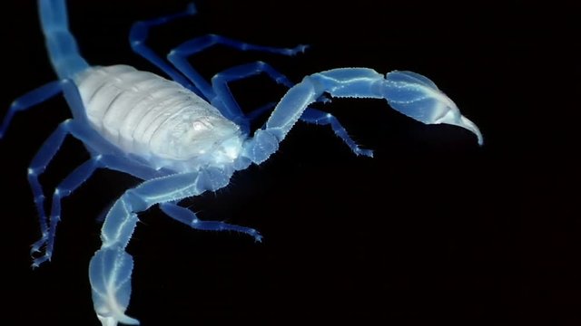 Scorpion Images – Parcourir 93,438 le catalogue de photos, vecteurs et ...