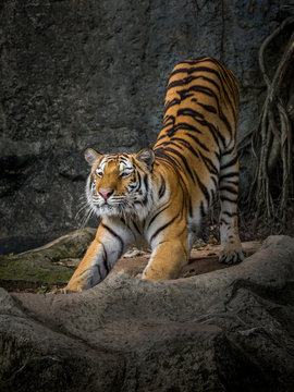Tiger Stretch Images – Browse 1,004 Stock Photos, Vectors, and Video ...