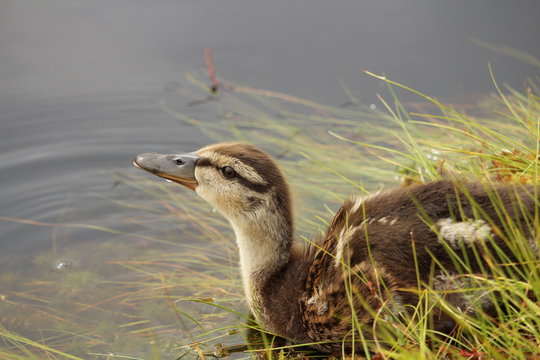 Enten-Baby Images – Browse 5 Stock Photos, Vectors, and Video | Adobe Stock