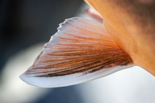 Fischflosse bilder – Bläddra bland 101 stockfoton, vektorer och videor ...