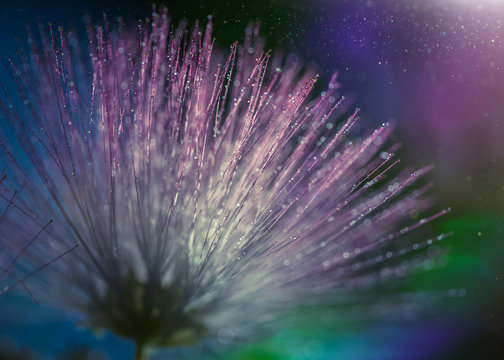 Distelarten-Bilder: Stock-Fotos & -Videos. | Adobe Stock