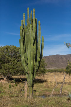 Pitayo Images – Browse 44 Stock Photos, Vectors, and Video | Adobe Stock