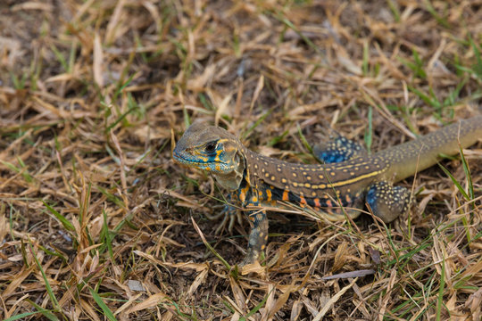 Belliana Bilder – Durchsuchen 232 Archivfotos, Vektorgrafiken und ...