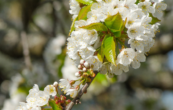 รูปภาพMirabellenbaum – เลือกดูภาพถ่ายสต็อก เวกเตอร์ และวิดีโอ219 ...