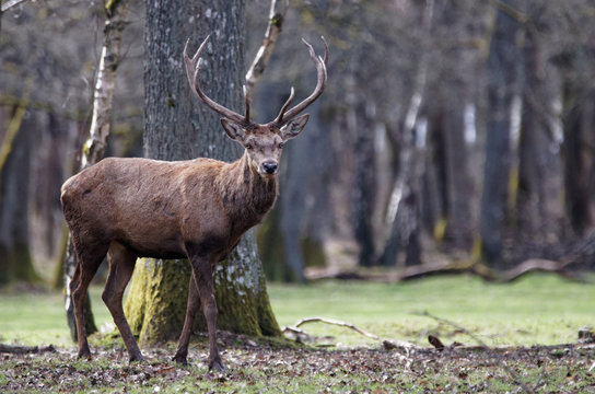 Cerf Images – Browse 13,298 Stock Photos, Vectors, and Video | Adobe Stock