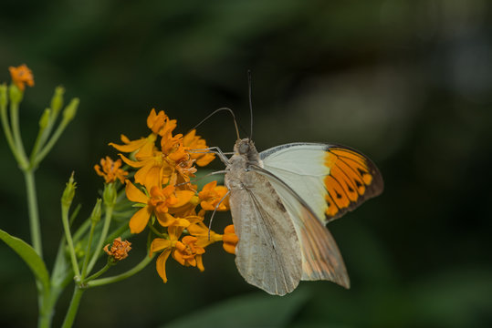 Euarthropoda Bilder – Durchsuchen 280 Archivfotos, Vektorgrafiken und ...