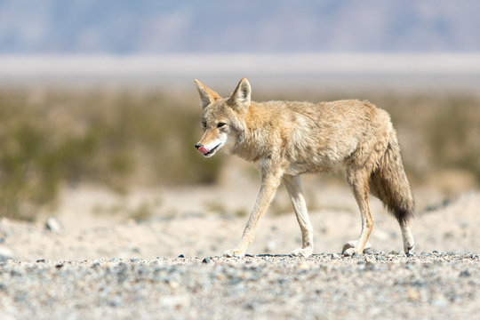 Koyote Bilder – Durchsuchen 21 Archivfotos, Vektorgrafiken und Videos ...