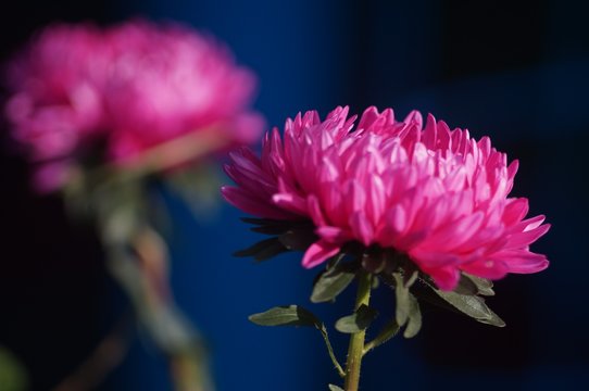 Fiowers bilder – Bläddra bland 107 stockfoton, vektorer och videor ...