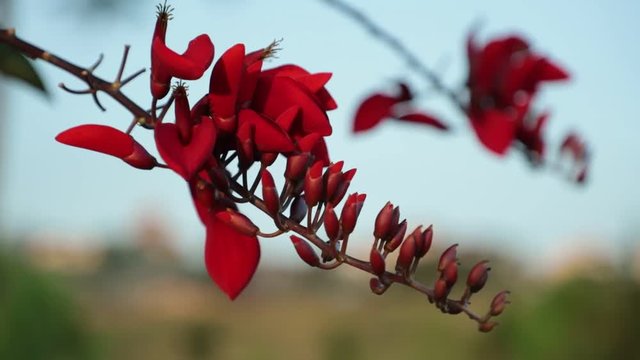 Bucare Images – Browse 2,374 Stock Photos, Vectors, and Video | Adobe Stock