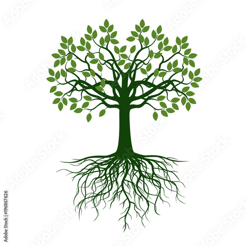 "Green Tree with Leaves and Roots. Vector Illustration and graphic ...