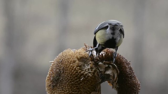 Cince Images – Browse 163 Stock Photos, Vectors, and Video | Adobe Stock