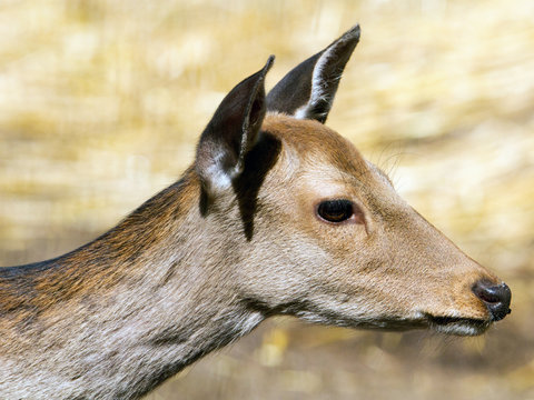 Imagens de Rehauge – Explore Fotografias do Stock, Vetores e Vídeos de ...