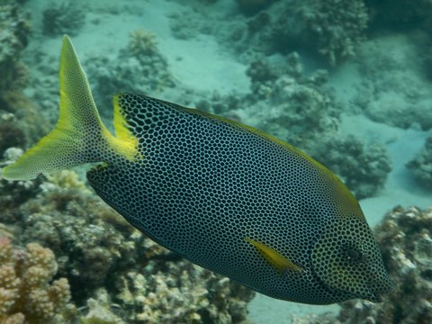 รูปภาพRabbitfish – เลือกดูภาพถ่ายสต็อก เวกเตอร์ และวิดีโอ1,372 | Adobe ...