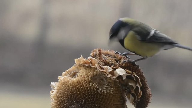 Cince Images – Browse 163 Stock Photos, Vectors, and Video | Adobe Stock