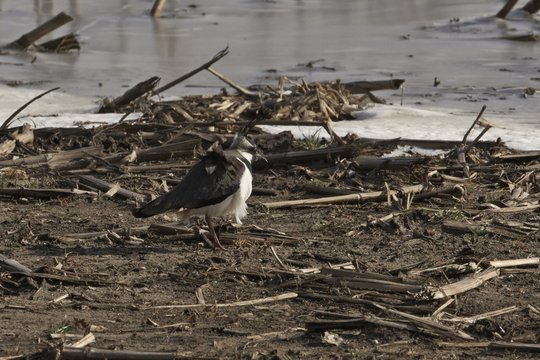 Kibitz Images – Browse 215 Stock Photos, Vectors, and Video | Adobe Stock