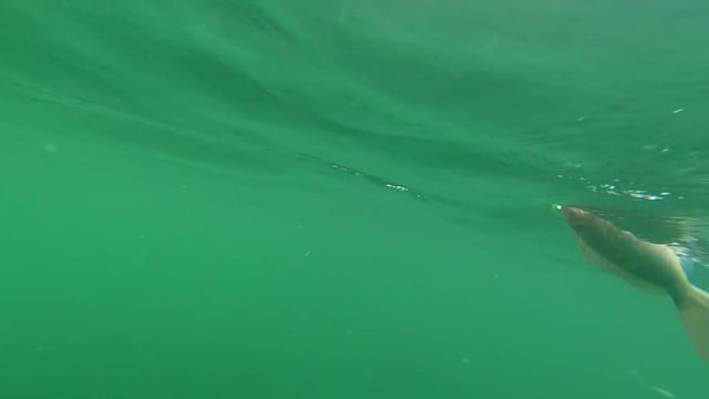 "Australasian Snapper" Images – Browse 198 Stock Photos, Vectors, and ...